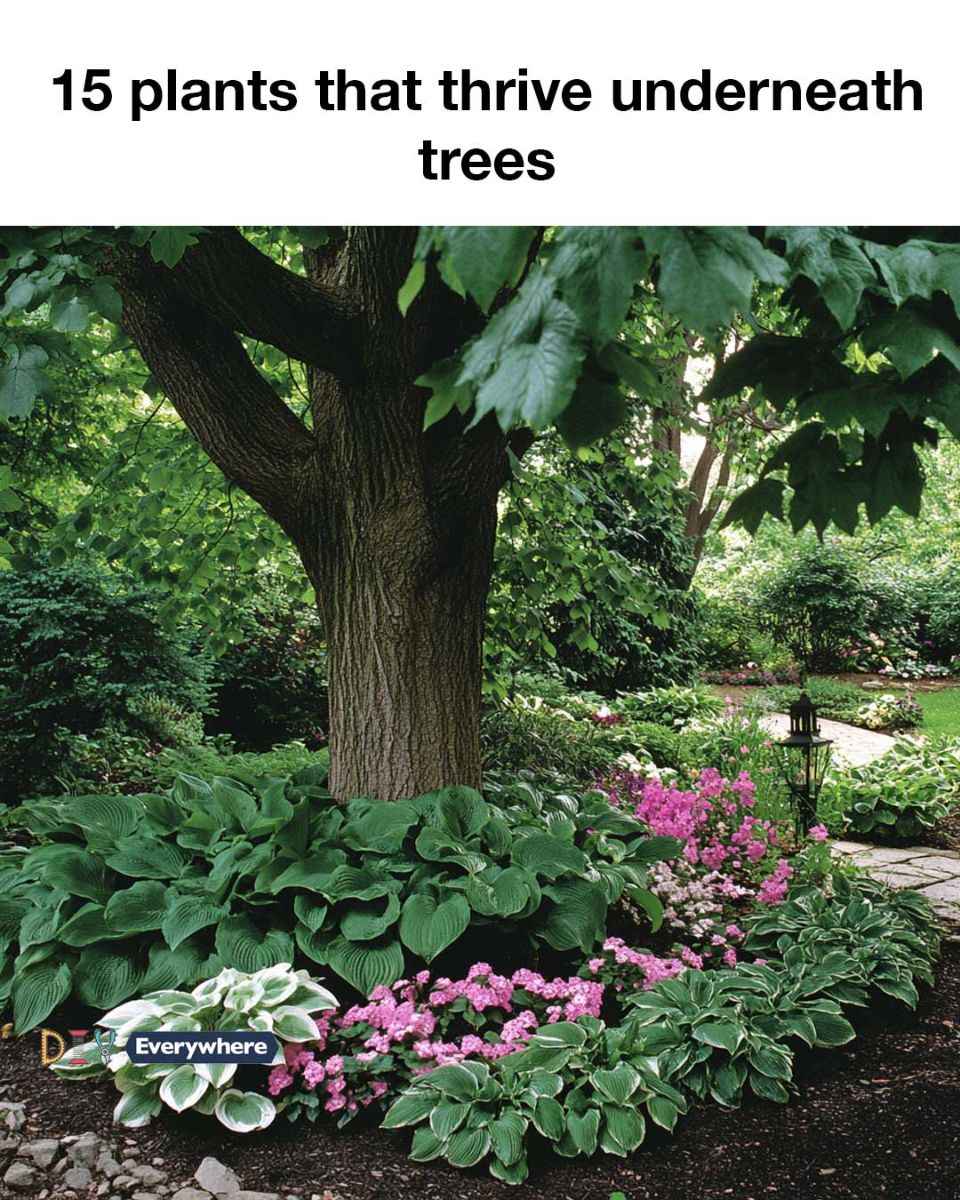 15 plants that thrive underneath trees – Best Recipes