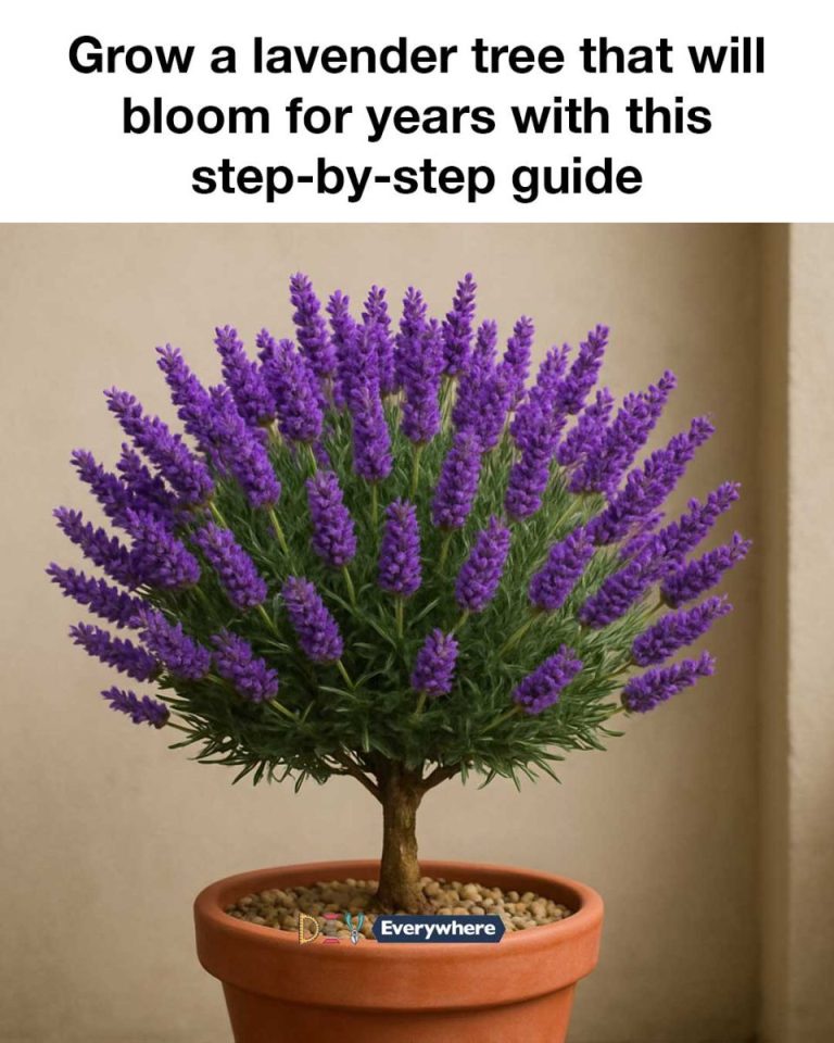 Grow a lavender tree that will bloom for years with this step-by-step ...