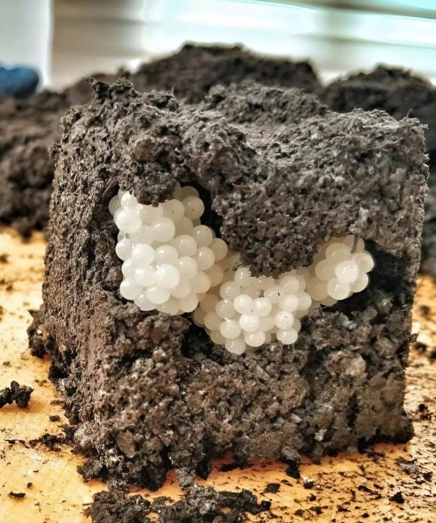 I found something strange in the yard – white, round balls: I was ...